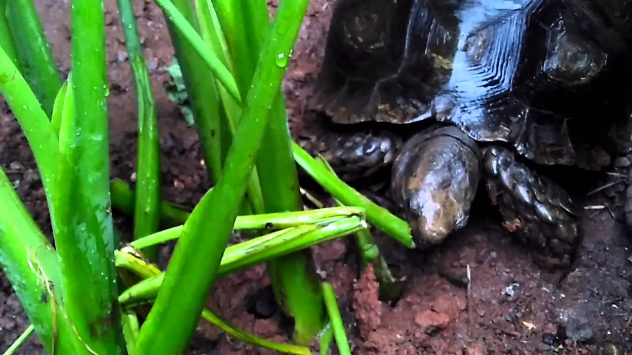 Baning sumatera / emys tortoise - YouTube