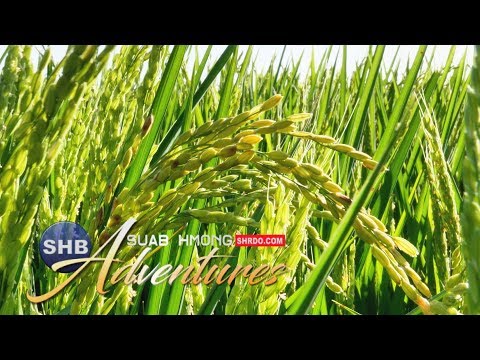 SUAB HMONG ADVENTURES: CAL Rice fields in Northern California