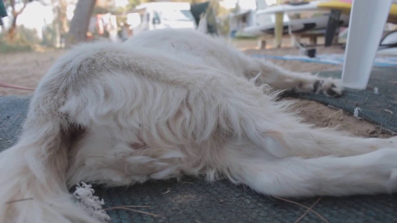 POOP THEORY Ep.05 - If Six Was Five - YouTube