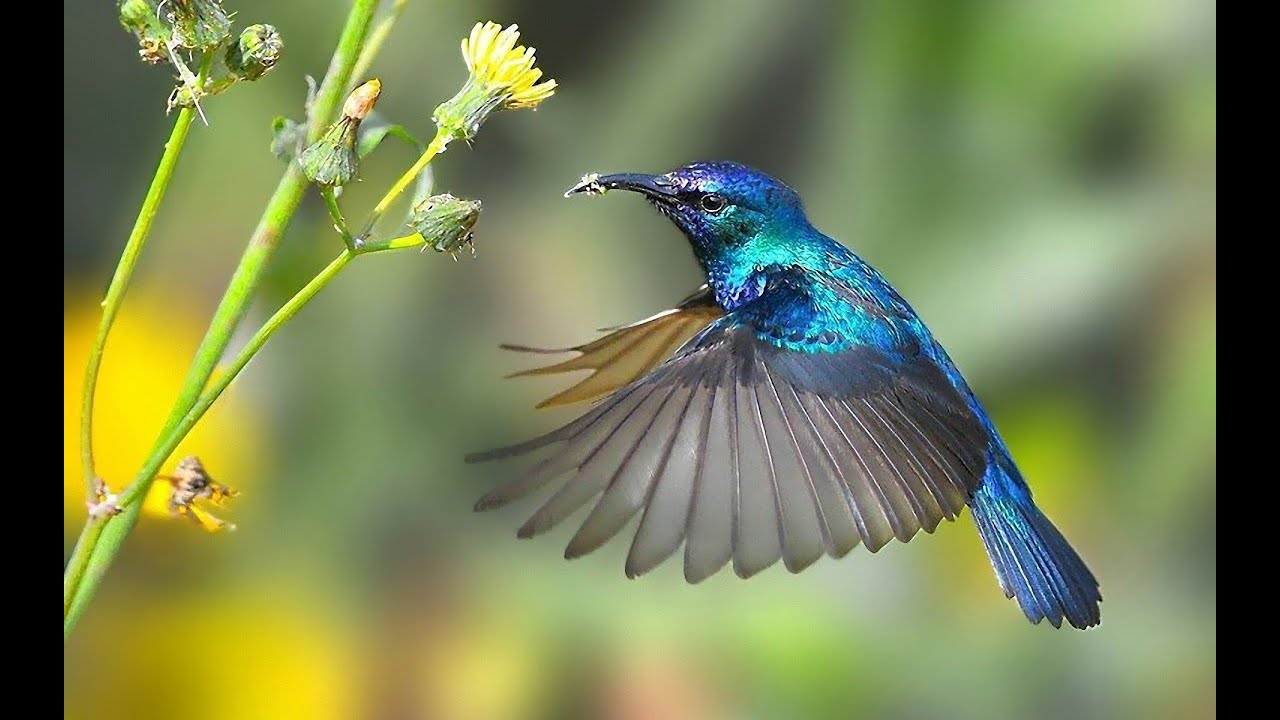 Hummingbird | Relax with Hummingbird sound | Relaxing Music - YouTube