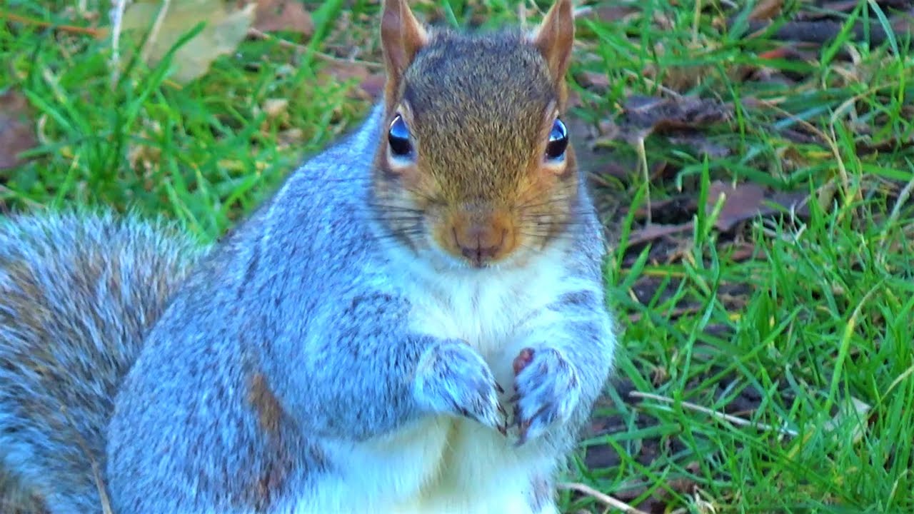 Friendly Squirrels at the Park and Speedy Wood Pigeon 'Flash' Guest Appearance / Park Wildlife ...