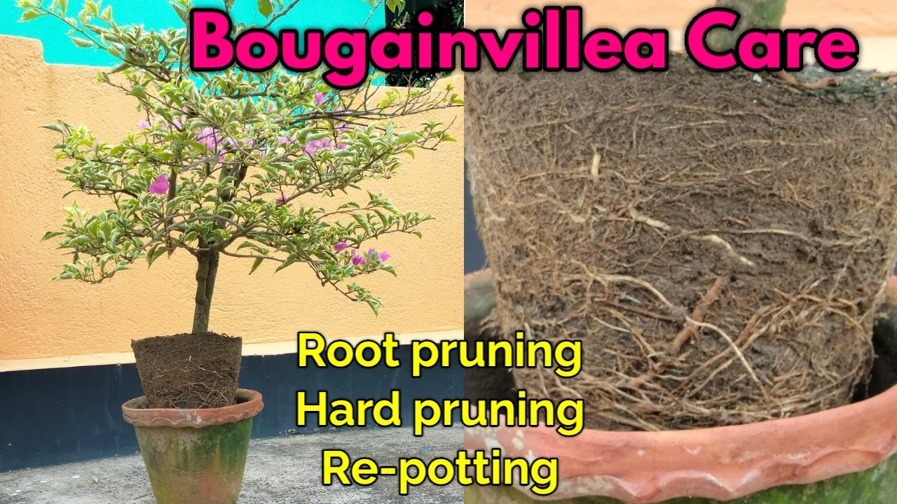 বোগেনভিলা গাছের রুট প্রুনিং, হার্ড প্রুনিং ও রি-পটিং||Baganbilas||Root pruning, Hard pruning ...