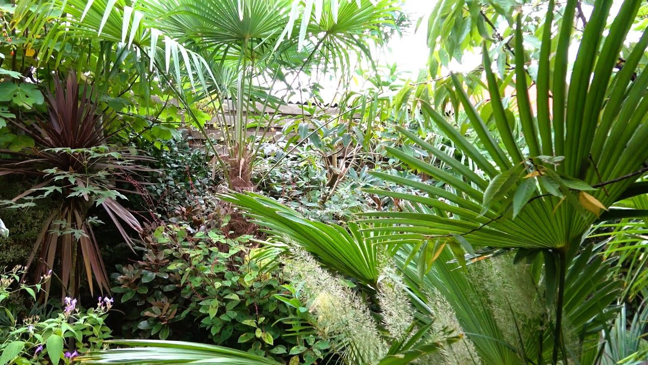 New Plants & Big Changes in our Dutch Tropical Garden - YouTube
