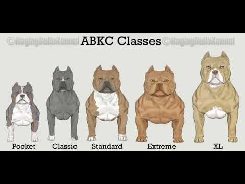 ABKC CLASSES BULLY - YouTube