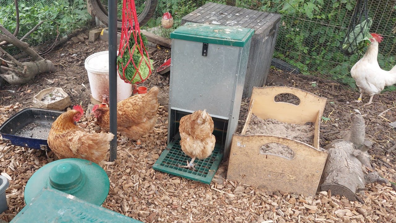 How we care for our chickens - our routine - YouTube