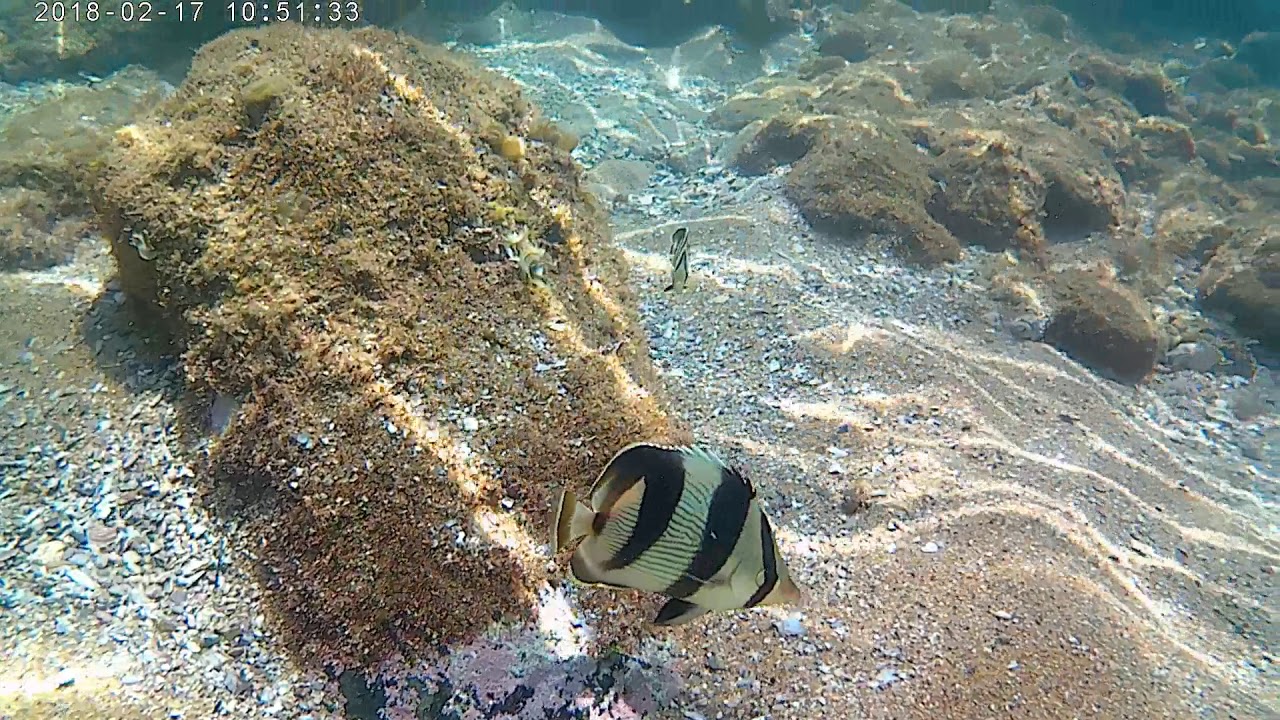 Ilha Pituã - Praia de Itapuã - YouTube