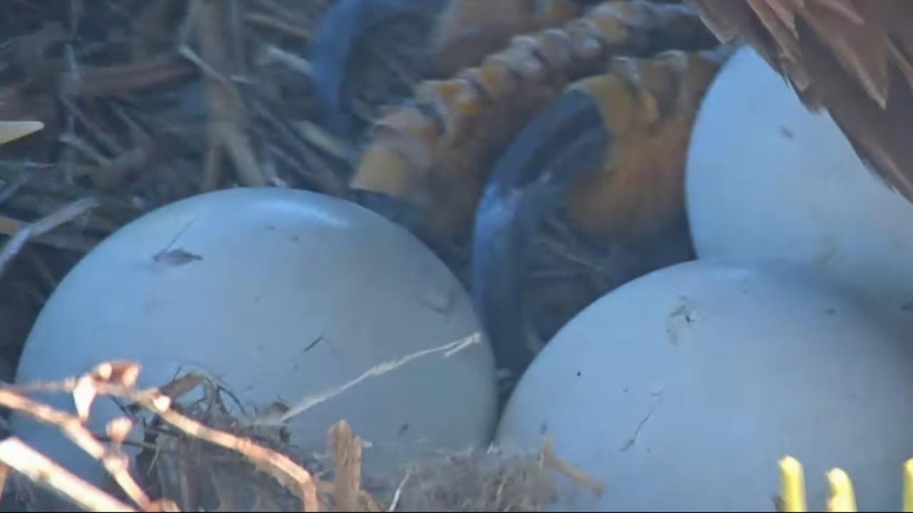 After the storm FOBBV CAM Big Bear Bald Eagle Live Nest Cam 1 / Big ...