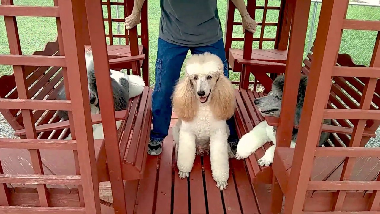 Double Swing for Dog Confidence - YouTube