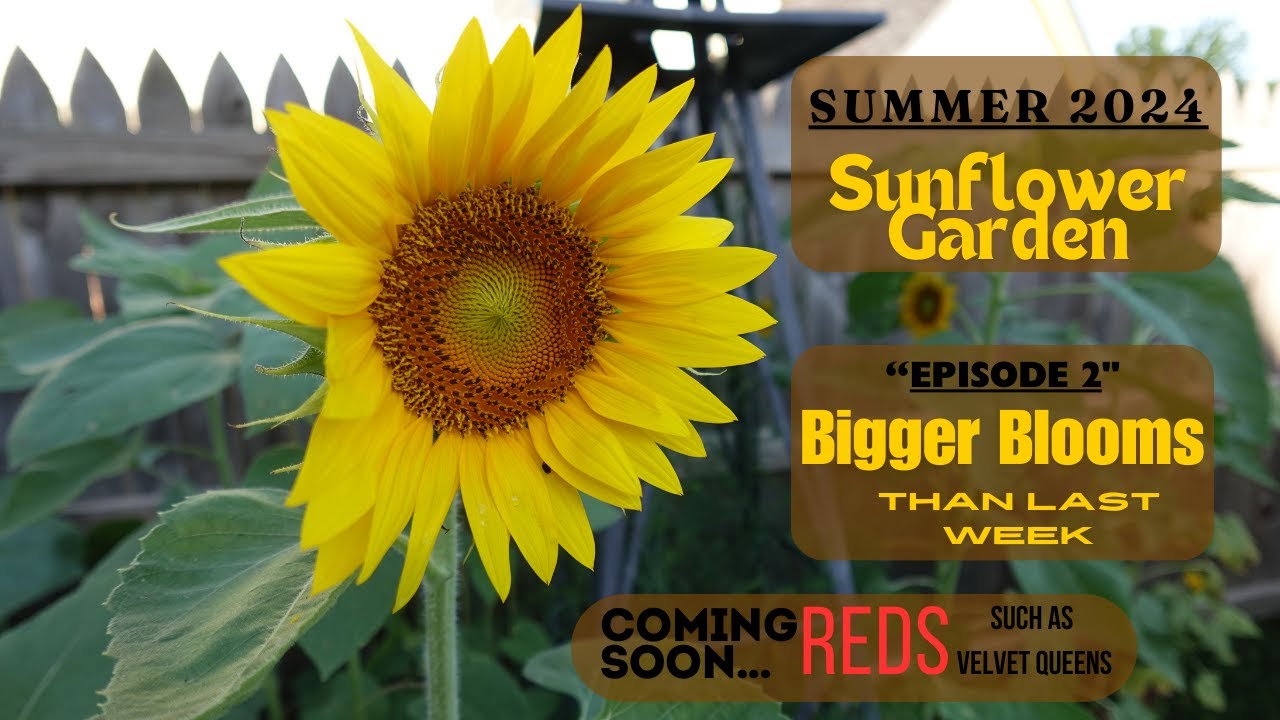 Sunshine in Focus: Stunning Sunflower Shots - YouTube