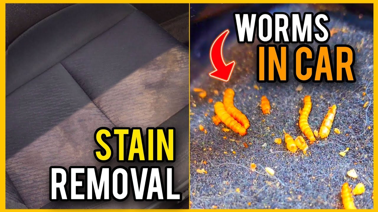 Removing STAINS & WORMS From Car | SATISFYING DETAILING | ASMR - YouTube
