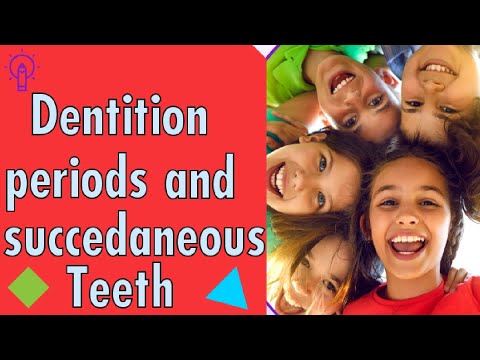 Dentition periods and succedaneous teeth | what are succedaneous teeth ...