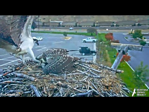 Antali gets his first fish of the day from Finnegan 2024 09 01 08 04 14 ...
