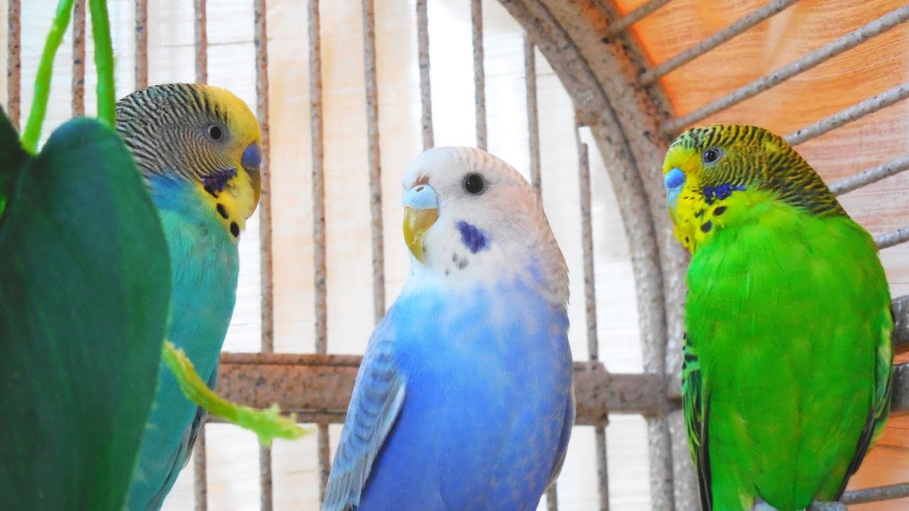 Fantastic Male Parakeets Chirping. Listen to Budgies Sounds to Reduce ...