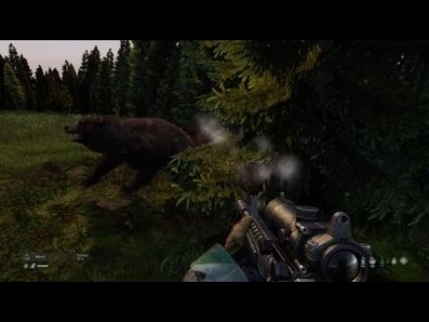 DayZ Bear Attack, but I have an M4 - YouTube