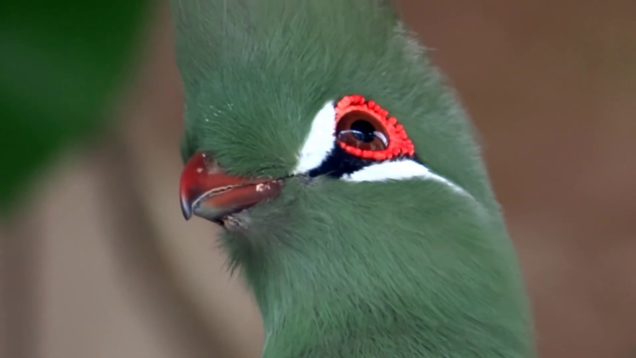 Guinea Turaco (Tauraco persa) / Green Turaco - 2013-04-27 - YouTube