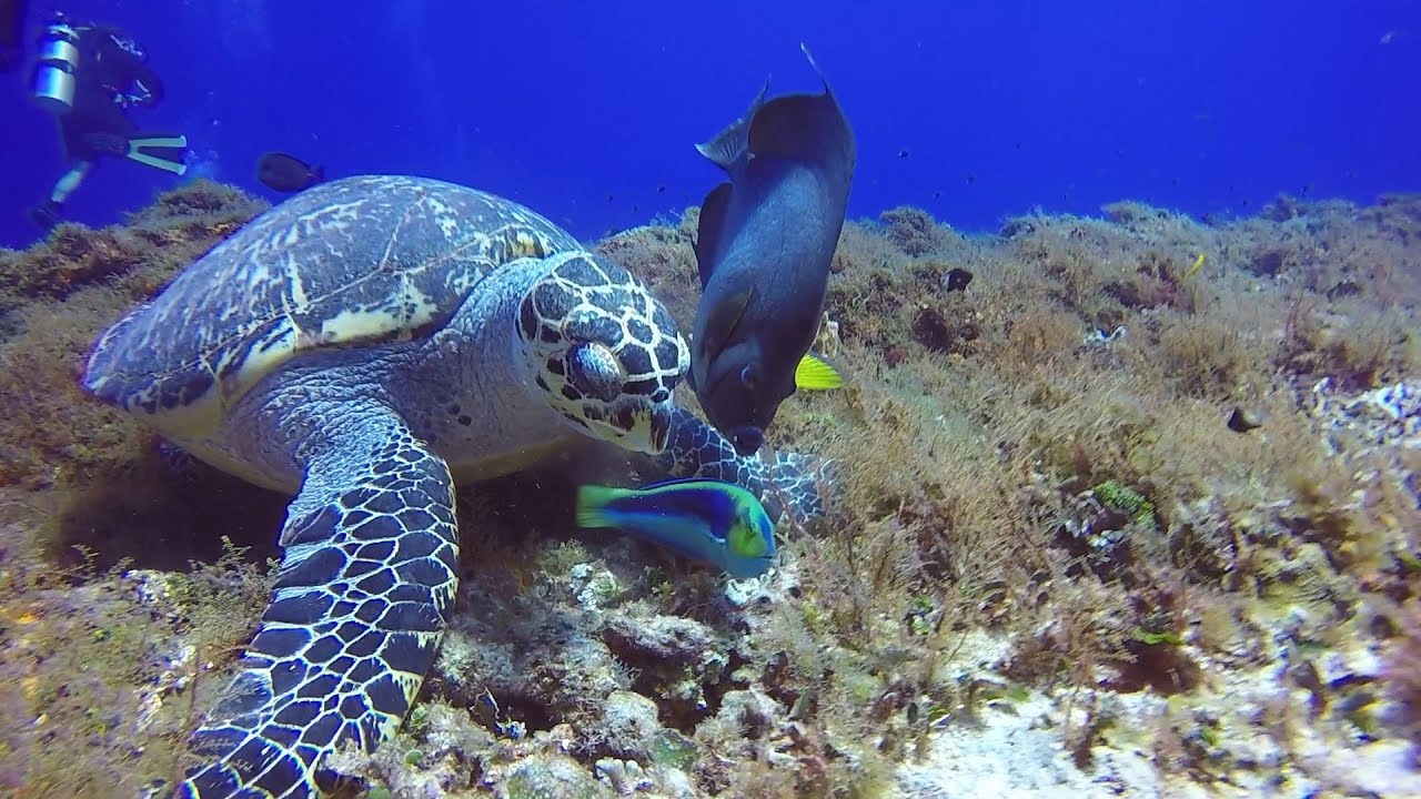 Santa Rosa Wall Reef Dive in Cozumel, Mexico - YouTube