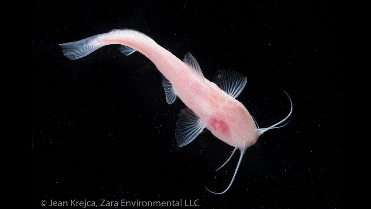 20160616 blind catfish capture - YouTube