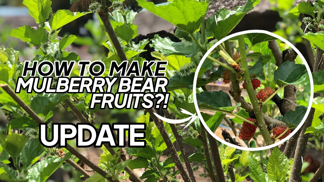 MULBERRY UPDATE / HOW TO MAKE MULBERRY BEAR FRUITS? / PART 2 | CORDS ...
