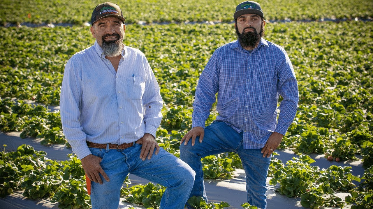 Strawberry Farmers : Alejandro Jr and Alejandro Ramirez - YouTube