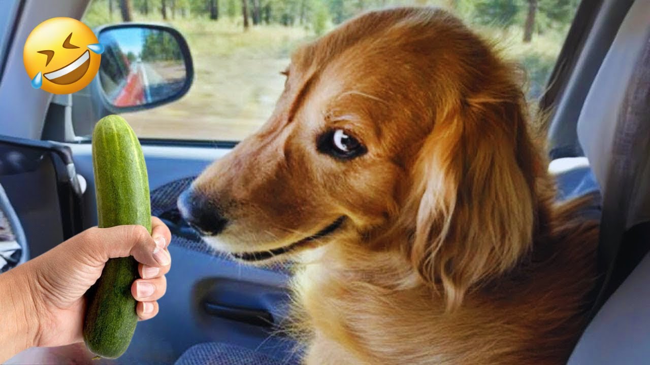 Funny Dog Videos That Will Make You LAUGH OUT LOUD 🐶😂 New Funny Dogs ...