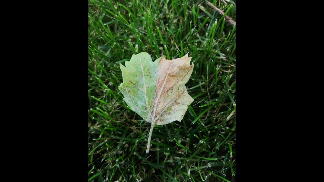 What is sycamore anthracnose? - YouTube