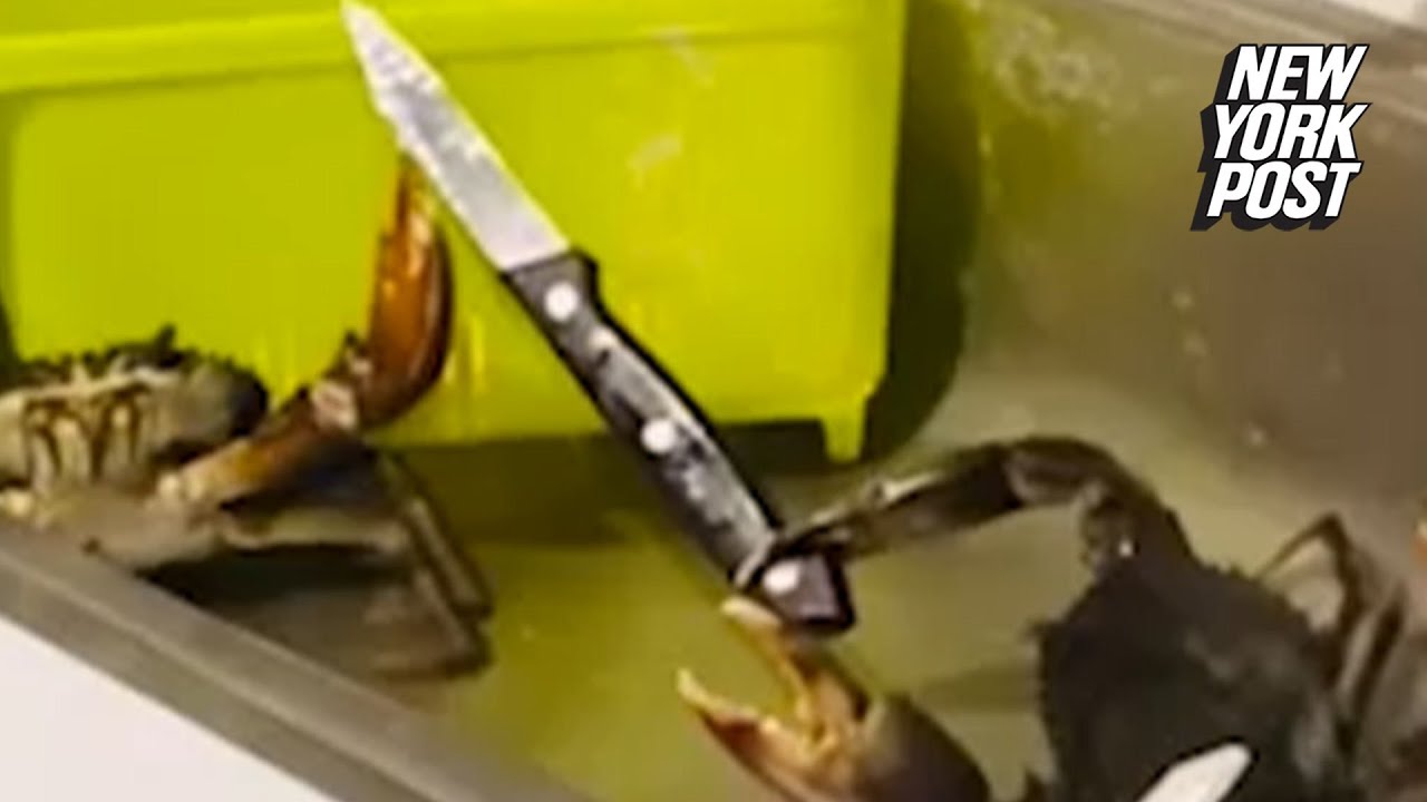 WATCH: Crab with knife puts up a good fight 🦀 🔪 - YouTube
