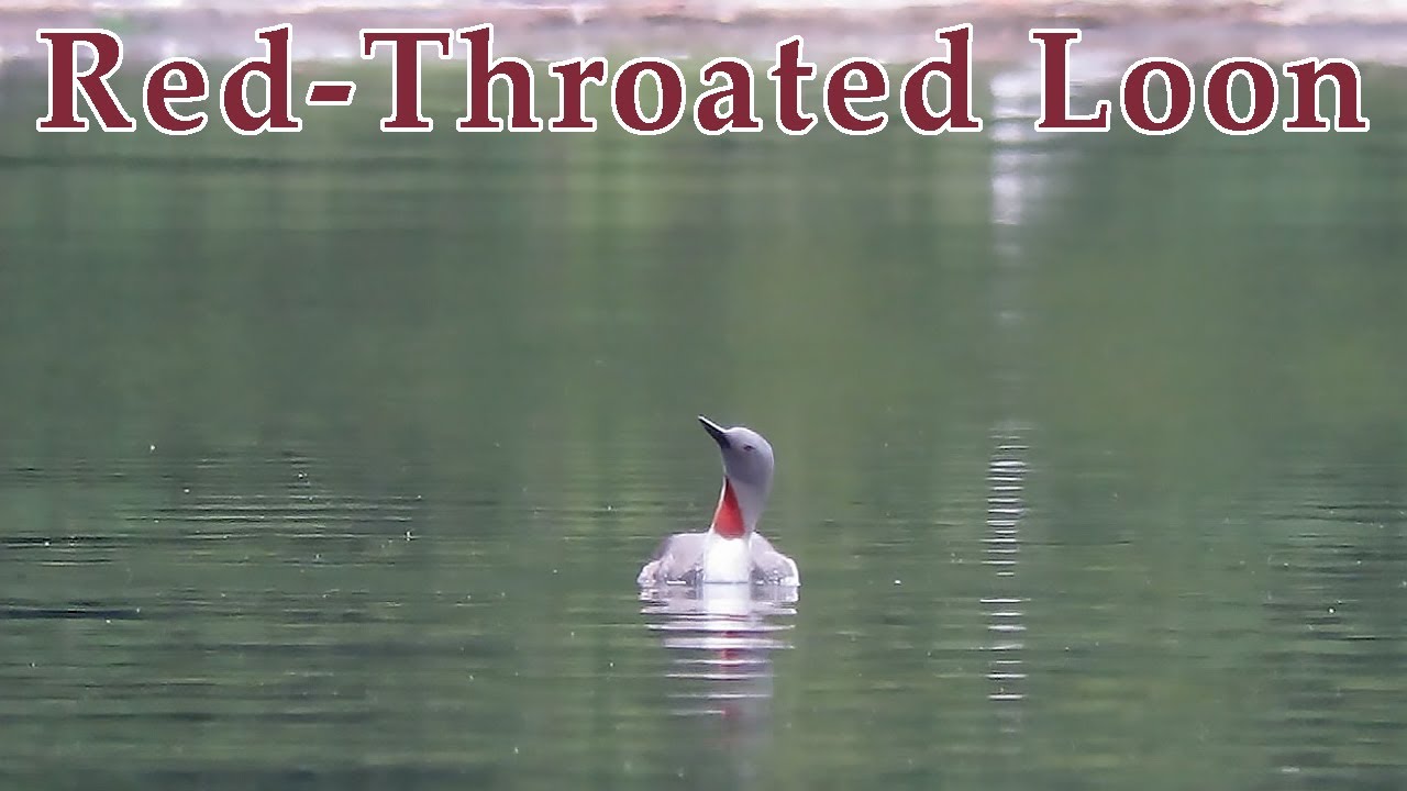 Red-Throated Loon Calling | Cat Lake, British Columbia - YouTube