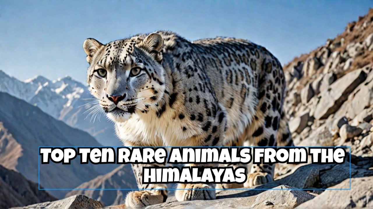 Top Ten Rare Animals from the Himalayas - YouTube