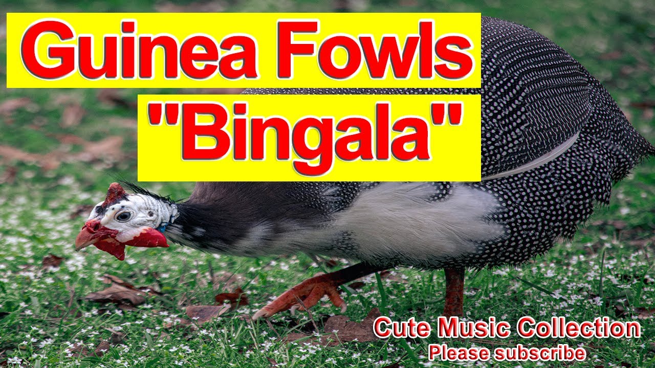Guinea Fowls or "Bingala" - YouTube