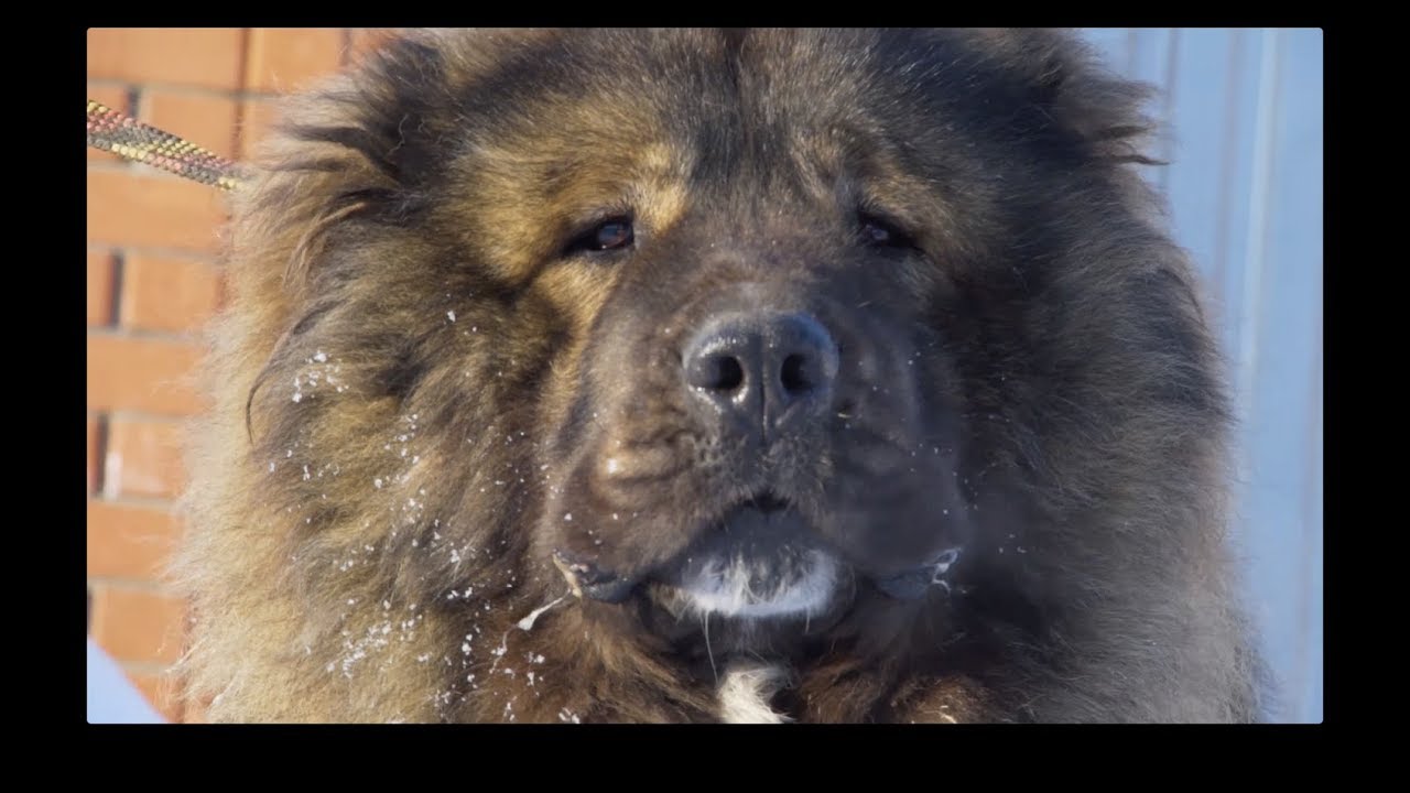 Furia Canina, Rusia 2018 - YouTube