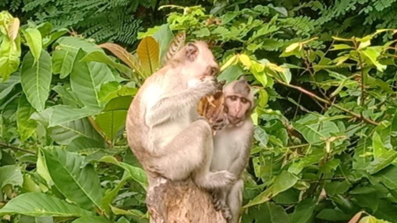 Real animals....Adora baby monkey with small baby alway scare monkey ...