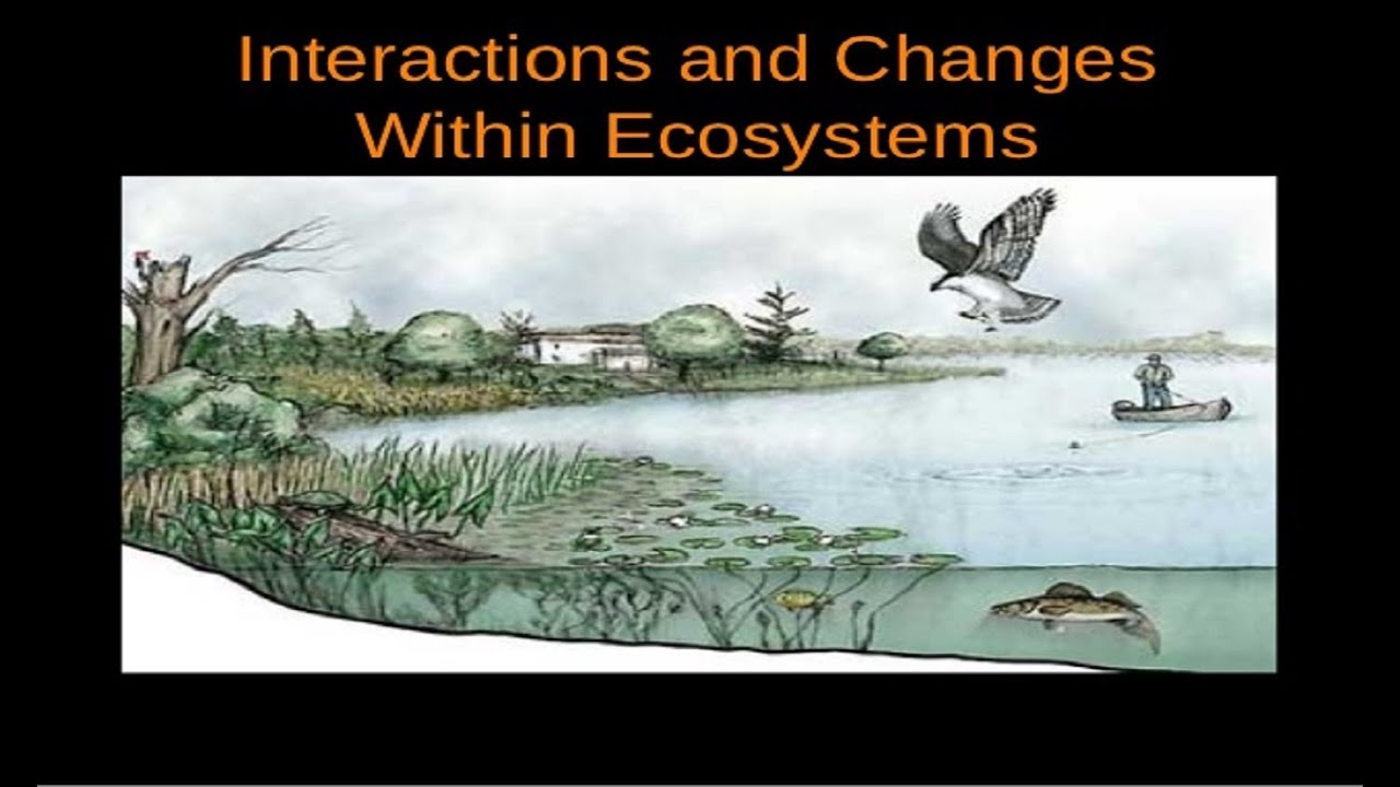 Interactions Within An Ecosystem - YouTube