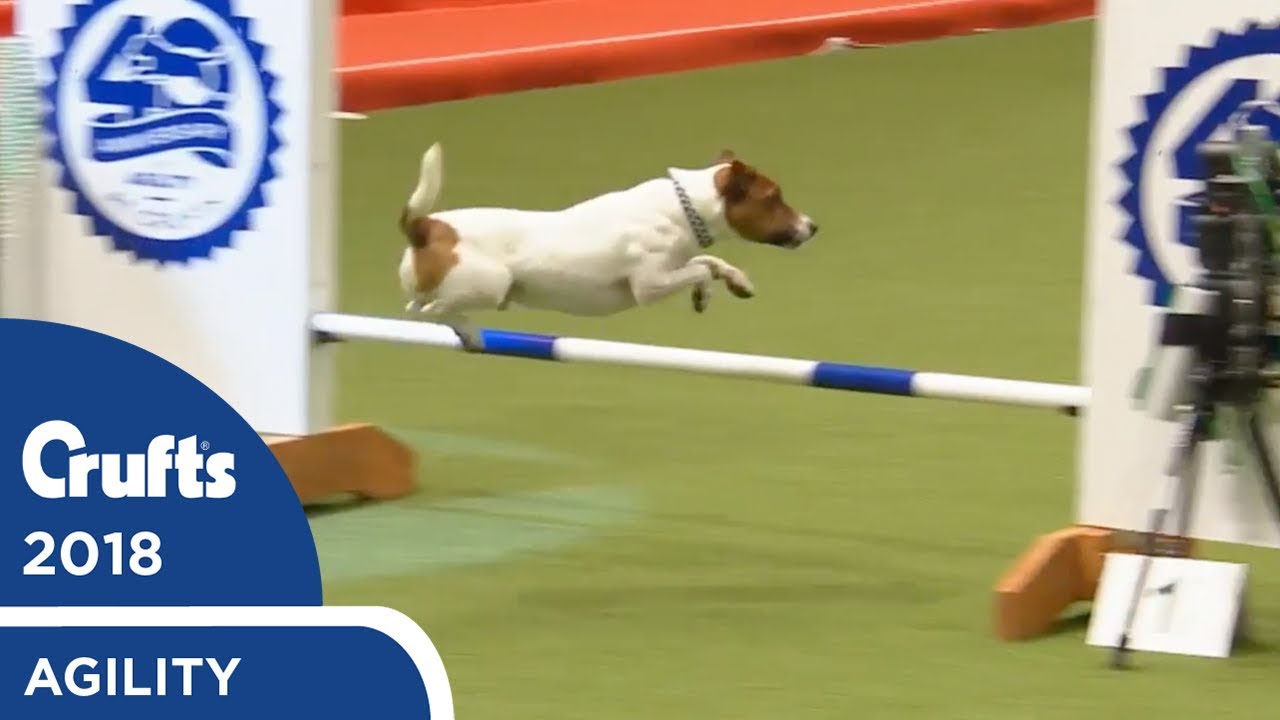 Agility - Championship Round 1 (Jumping) Part 3 | Crufts 2018 - YouTube