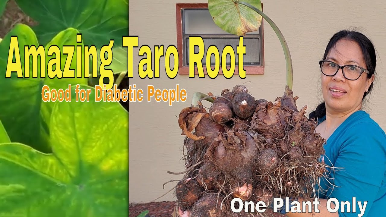 Taro Root Massive Harvest From One Plant || Harvesting & Planting (PART ...