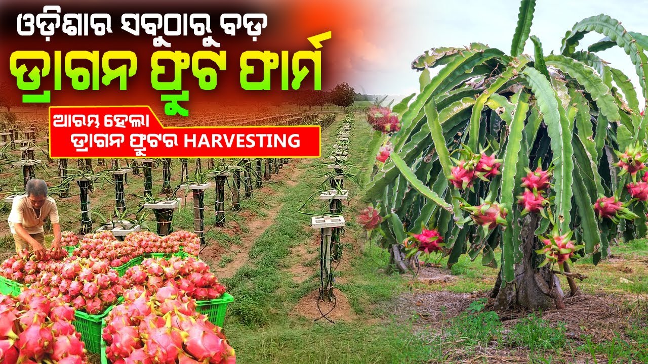 ଓଡ଼ିଶାର ସବୁଠାରୁ ବଡ଼ ଡ୍ରାଗନ ଫ୍ରୁଟ ଫାର୍ମ || Start Dragon Fruit Farming in ...