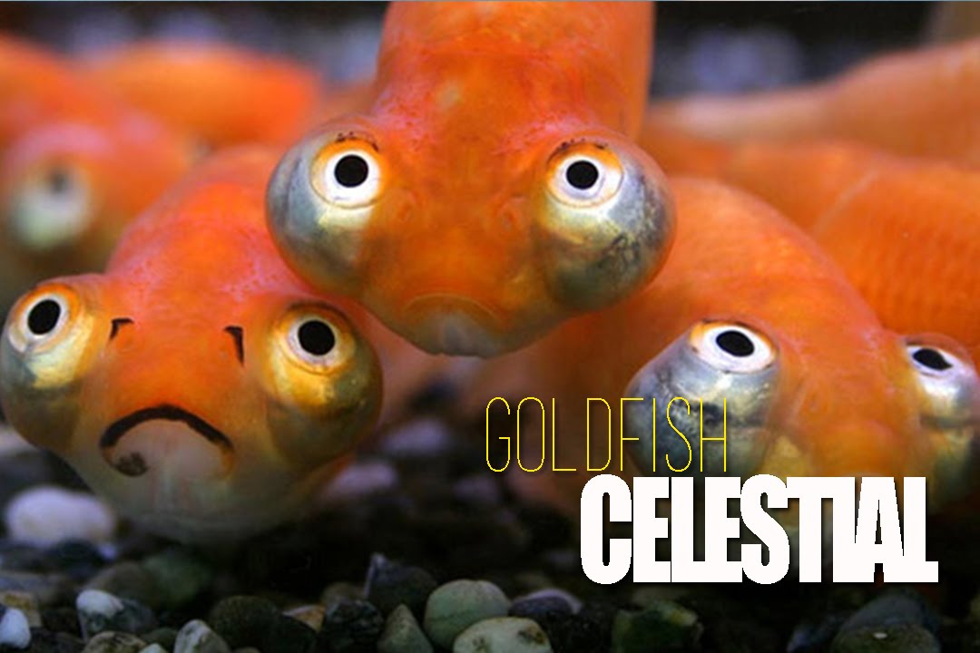 GOLDFISH CELESTIAL (FICHA BÁSICA) - YouTube