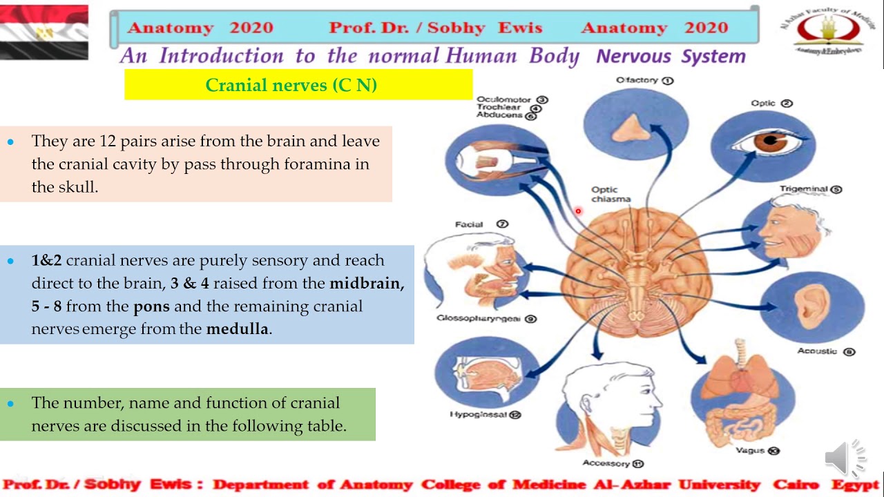 Nervous system 2020 Cranial nerves ‬Anatomy and physiology - YouTube