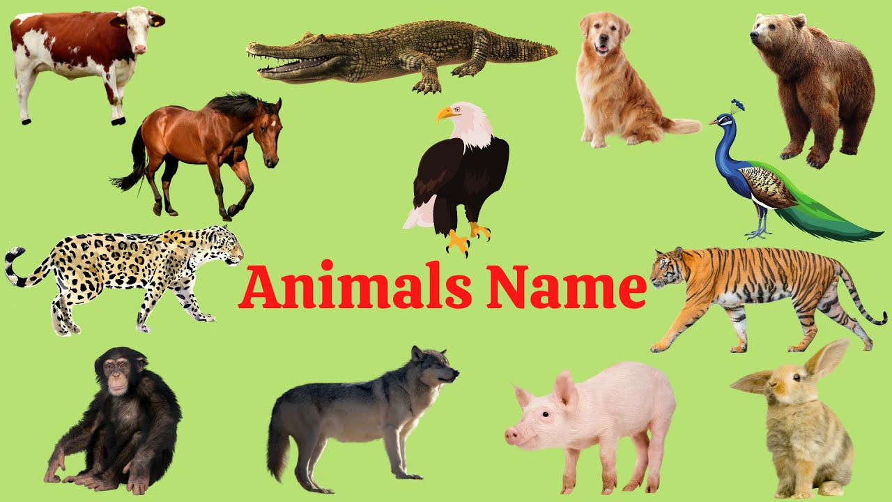 ABC Animals for Children | Learn Animals Name in English | Animals Name ...