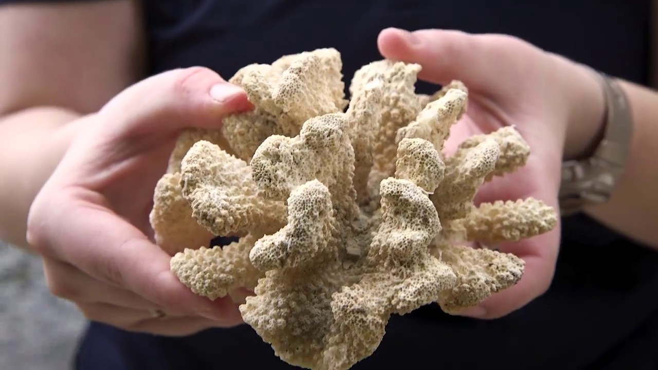 Restoring the World's Coral Reefs with Selective Breeding - YouTube