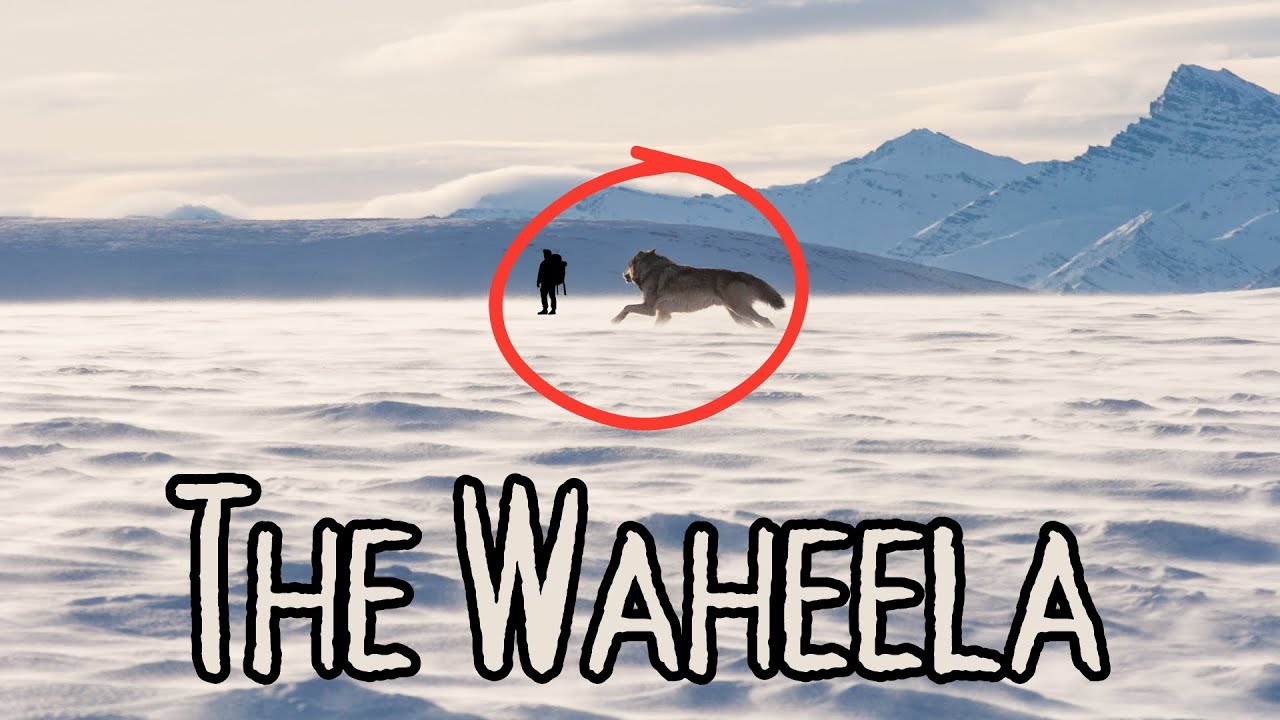 Cryptid Wolf Creature - The Waheela | Legendary Cryptid from the ...
