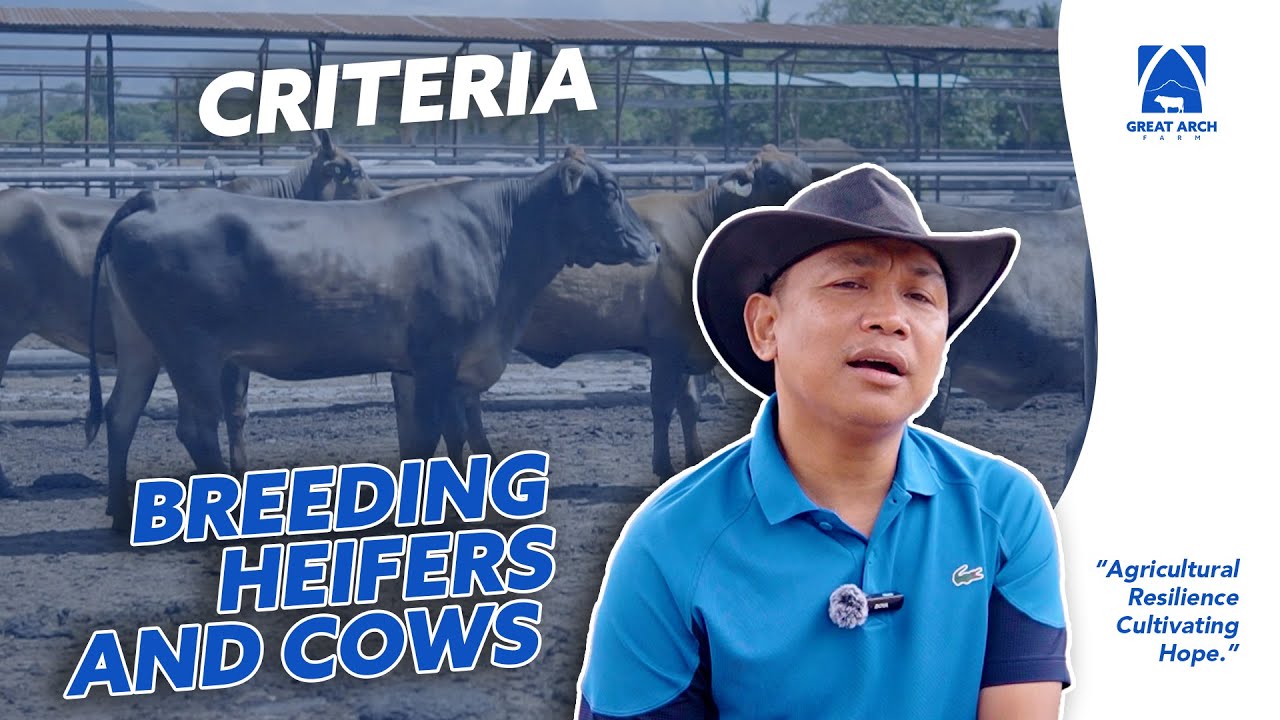 CRITERIA FOR CHOOSING BREEDING HEIFERS AND COWS - YouTube