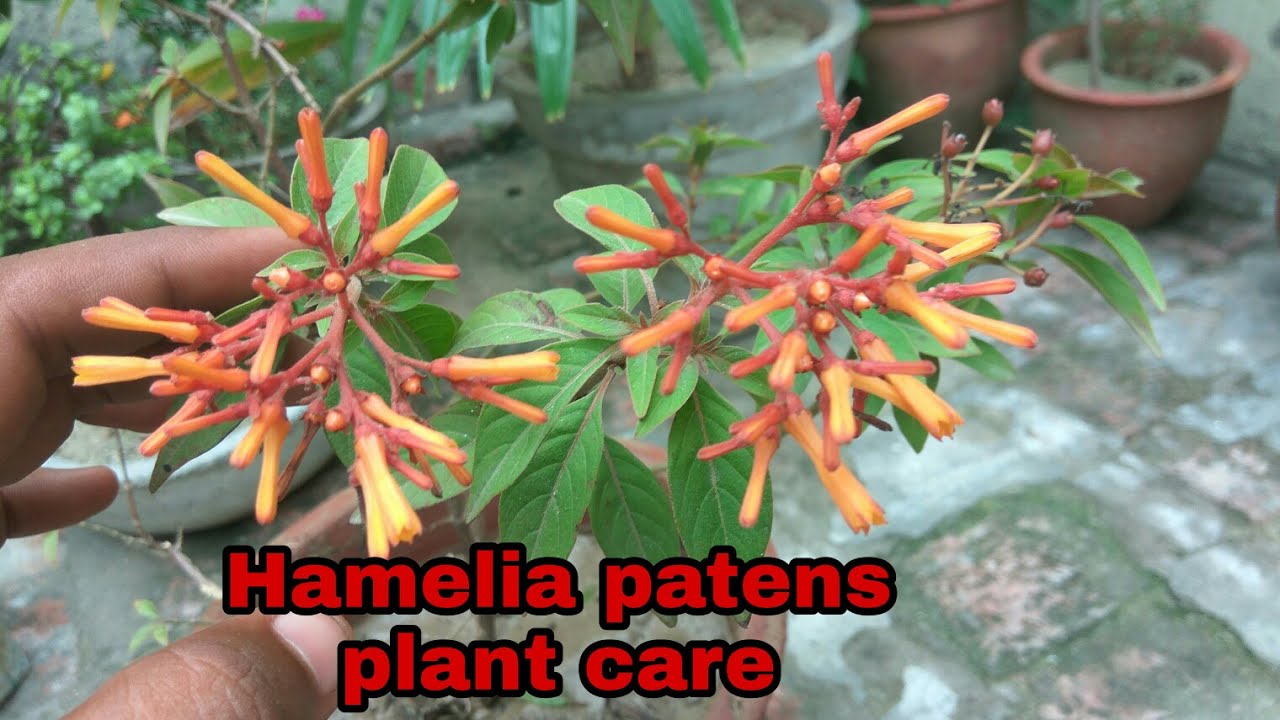 How to grow Hamelia patens plant care and tips - YouTube