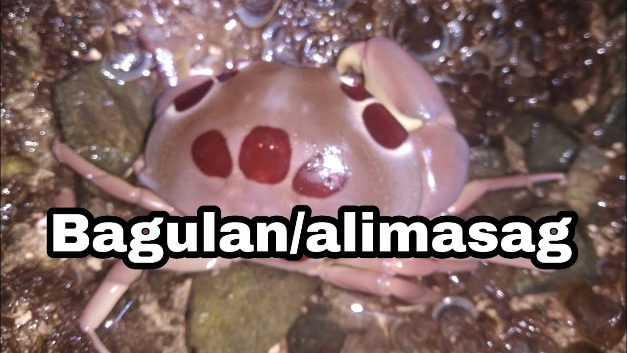 Huli ang mga bagulan sa gabing ito | di pinalagpas @edwinkawaraymo ...