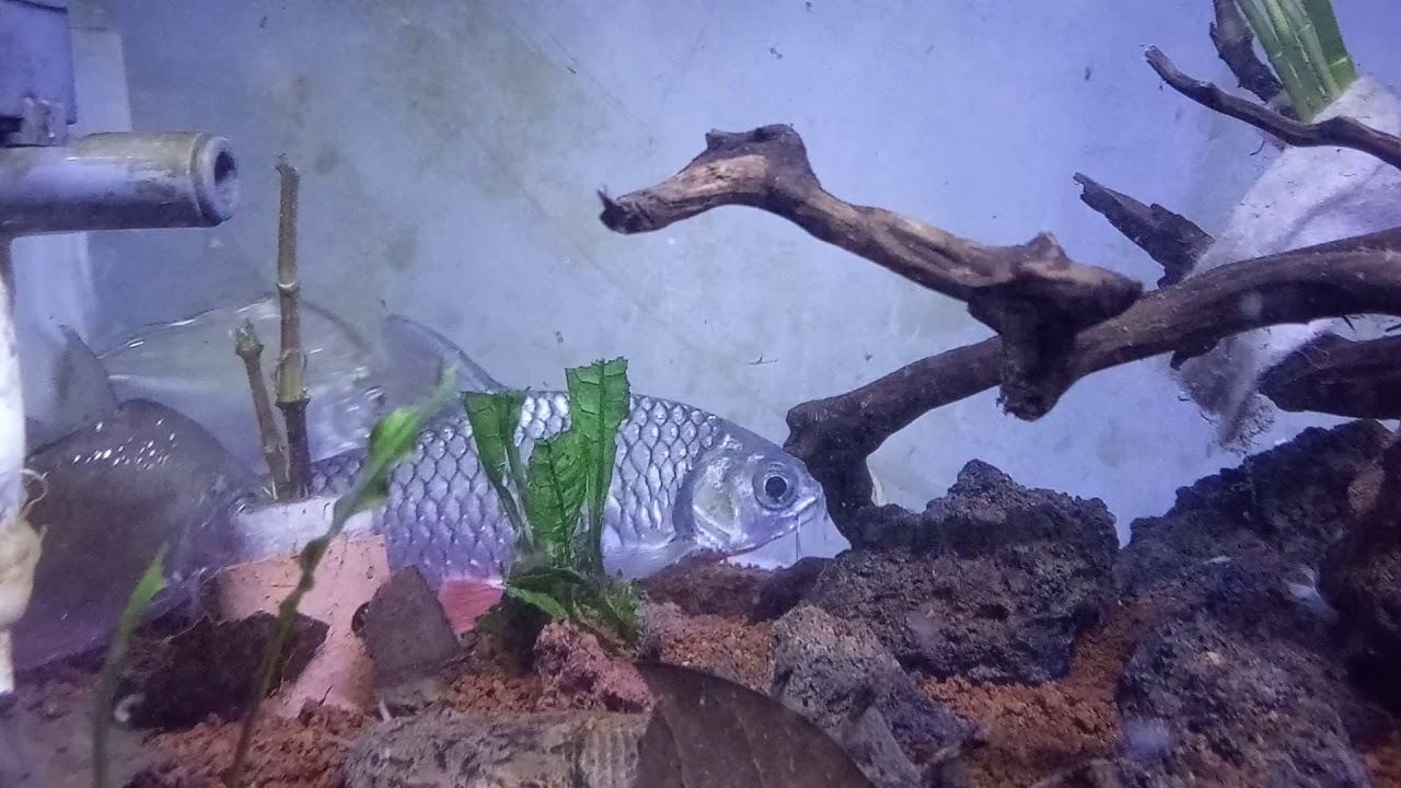 Ikan brek kali - YouTube