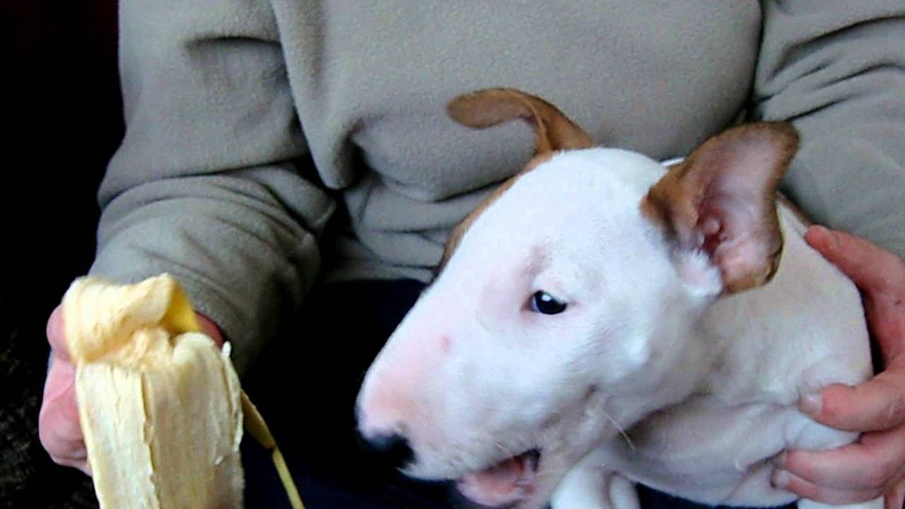 English bull terrier eating a banana - YouTube