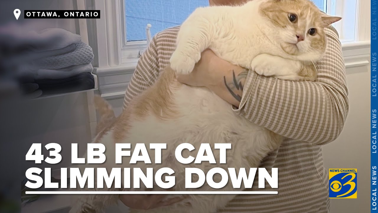 Watch: A 43-pound cat's weight loss journey - YouTube