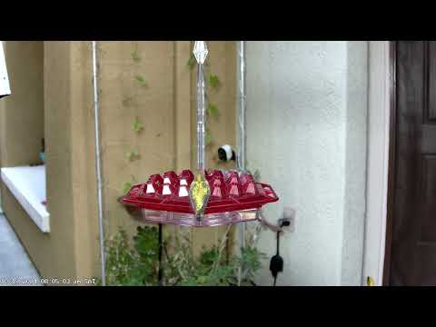 Beautiful colors on these Anna's hummingbirds