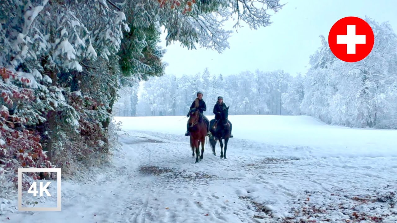 Virtual Winter Walk 4K - Walking in a Snow Forest ️ ASMR - YouTube