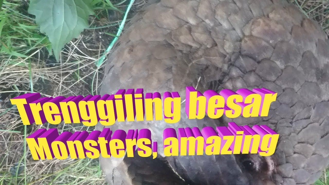 Binatang langka, monster trenggiling - YouTube