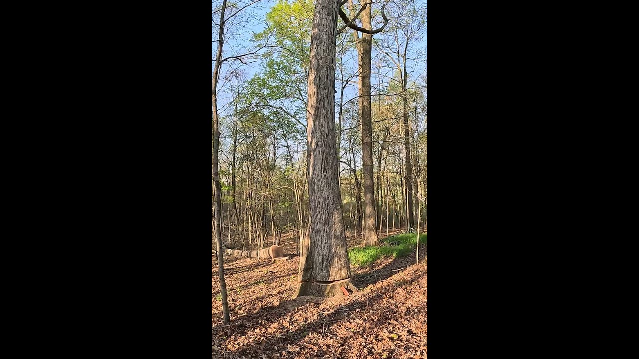 Logging 10 Acres of Oak Trees - YouTube